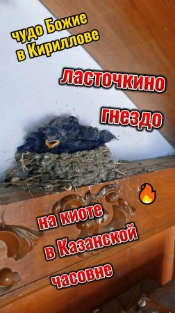 ЧУДО БОЖИЕ, ласточкино гнездо на киоте в Казанской часовне г. Кириллова, 2024.