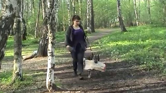 Дрессировка ЗКС Перевод агрессии в хватку первая часть