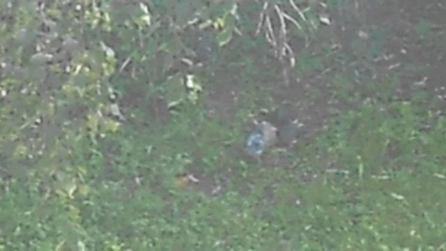 Голуби у пакета 353545 DSCN4697