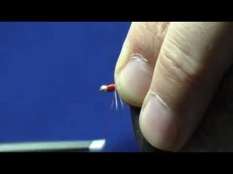 Мушка Ацетатный муравей.