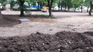 210 создание аллеи по улице буачидзе