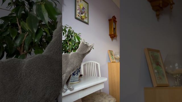 Всем уюта и тепла  :) Котята породы Русская голубая. В vk Abazova Zalina