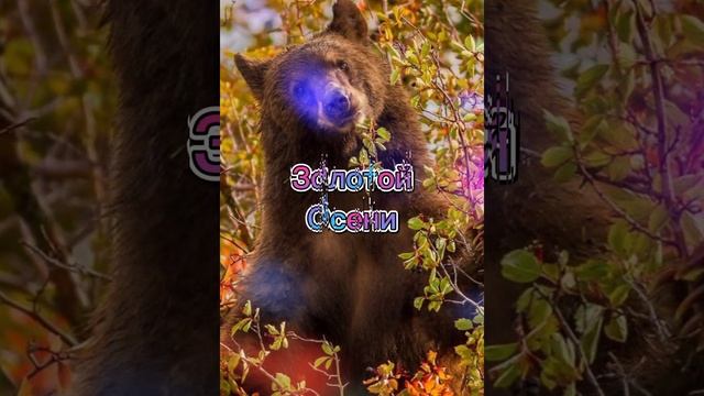 Золотая осень