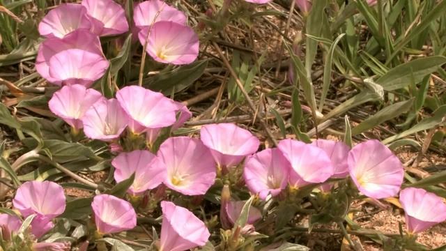 Владимир.Антонов. Йога суфиев 2часть.mp4