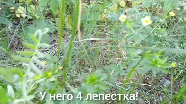 Разнотравье - калган, подмаренник, манжетка, таволга, звездчатка болотная