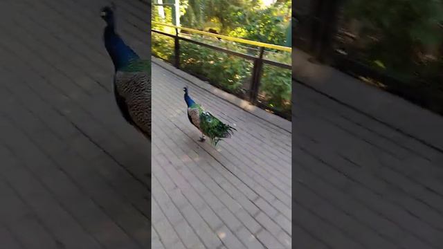 Оказывается павлины тоже умеют летать