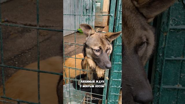 Каждому нужен дома Ждунчик