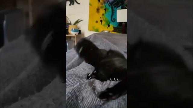 yappy_download_c6ed731d751c459a9e1076e56fb346cf.mp4