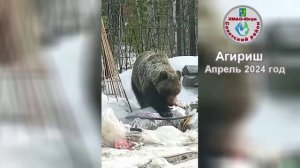 "Медведь" Агириш, район реки "Акрыш" и кладбища. Апрель 2024 год (2)