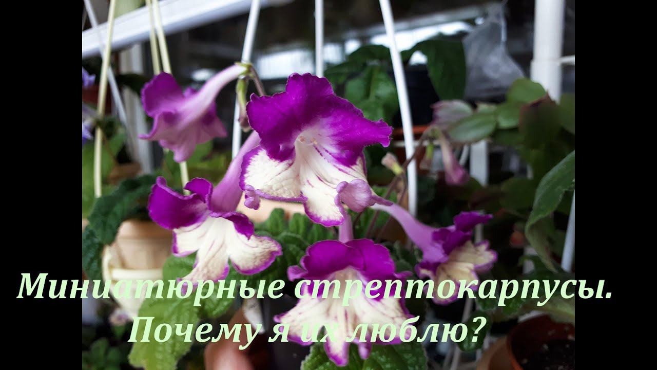 Миниатюрные стрептокарпусы. Почему я их люблю?