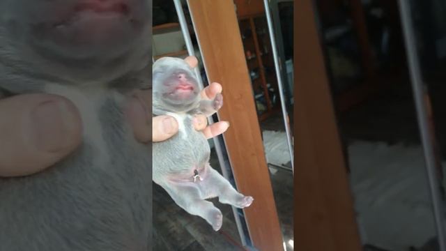 😻Французский бульдог. мальчик🥰