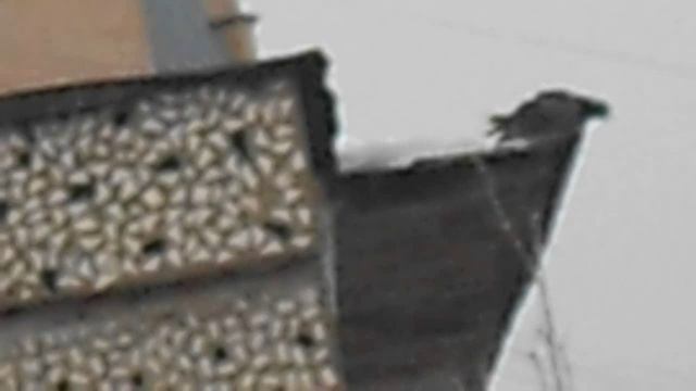 Весна. Голубки на карнизе DSCN5190