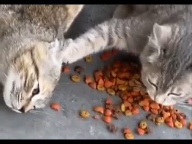 Явился не запылился.