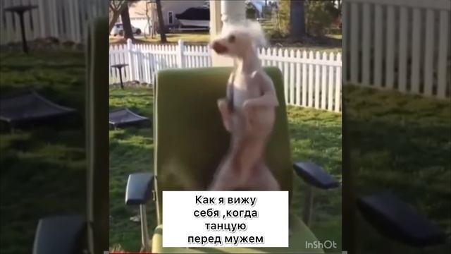 Танцули