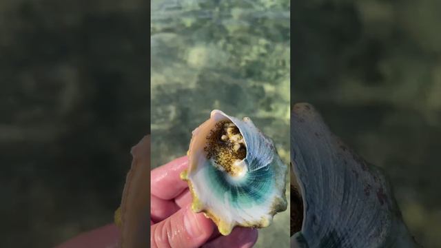 Морской житель с потрясающим домиком)