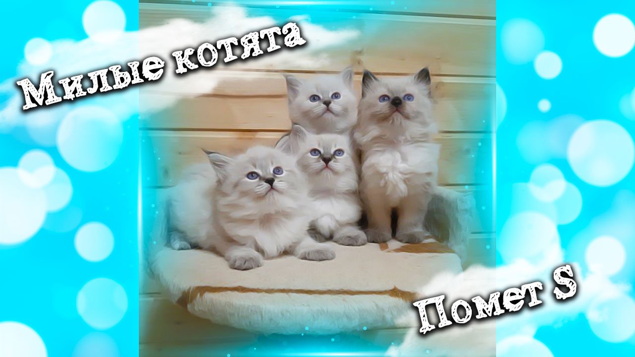 Невская Маскарадная / Милые котята помет S / Питомник кошек