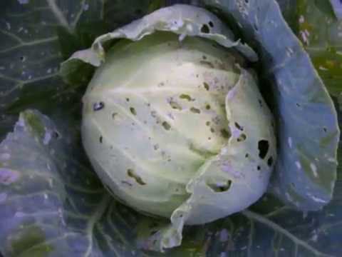 Сажать или не сажать БАРХАТЦЫ для защиты огородных культур