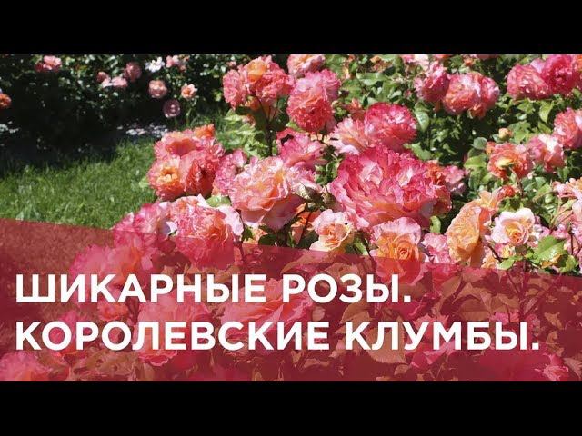 Шикарные розы  Королевские клумбы