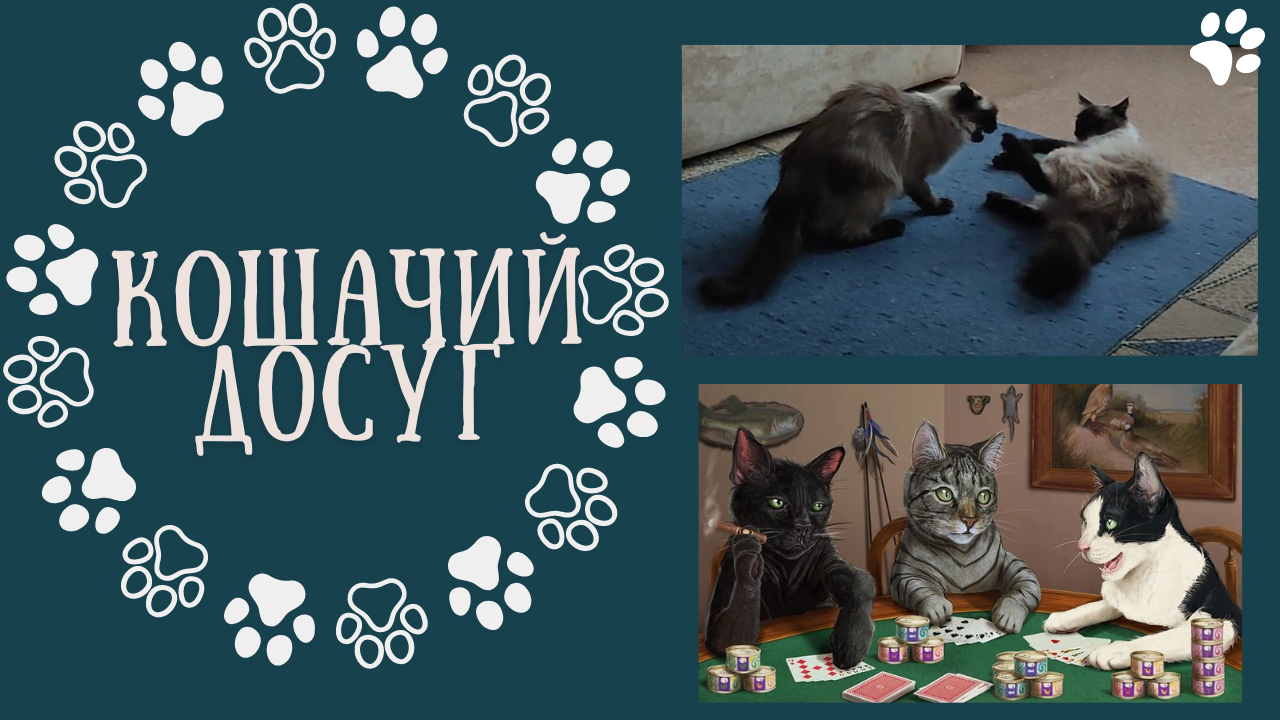 Кошачьи игры