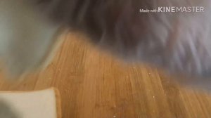 Peach Mango Pie