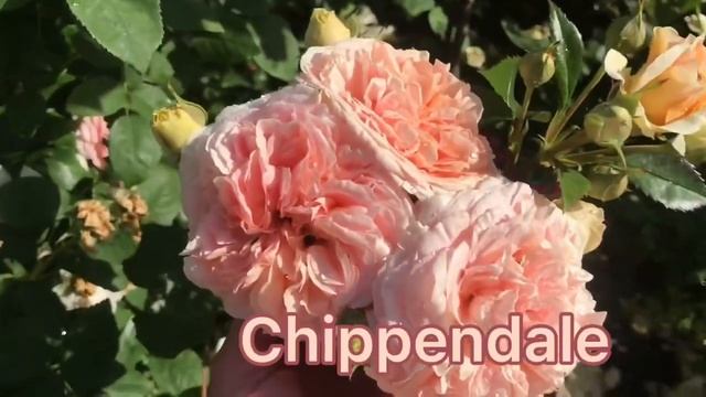 ТОП 5 РОЗ из группы флорибунда и чайно-гибридных .mp4