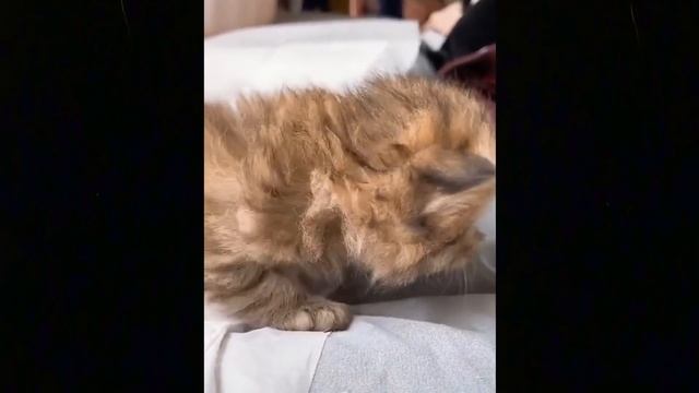 Приколы с котиками. Котики #100