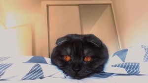 Кот борется со сном