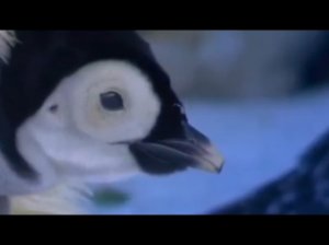 Snow Chick A Penguin's Tale