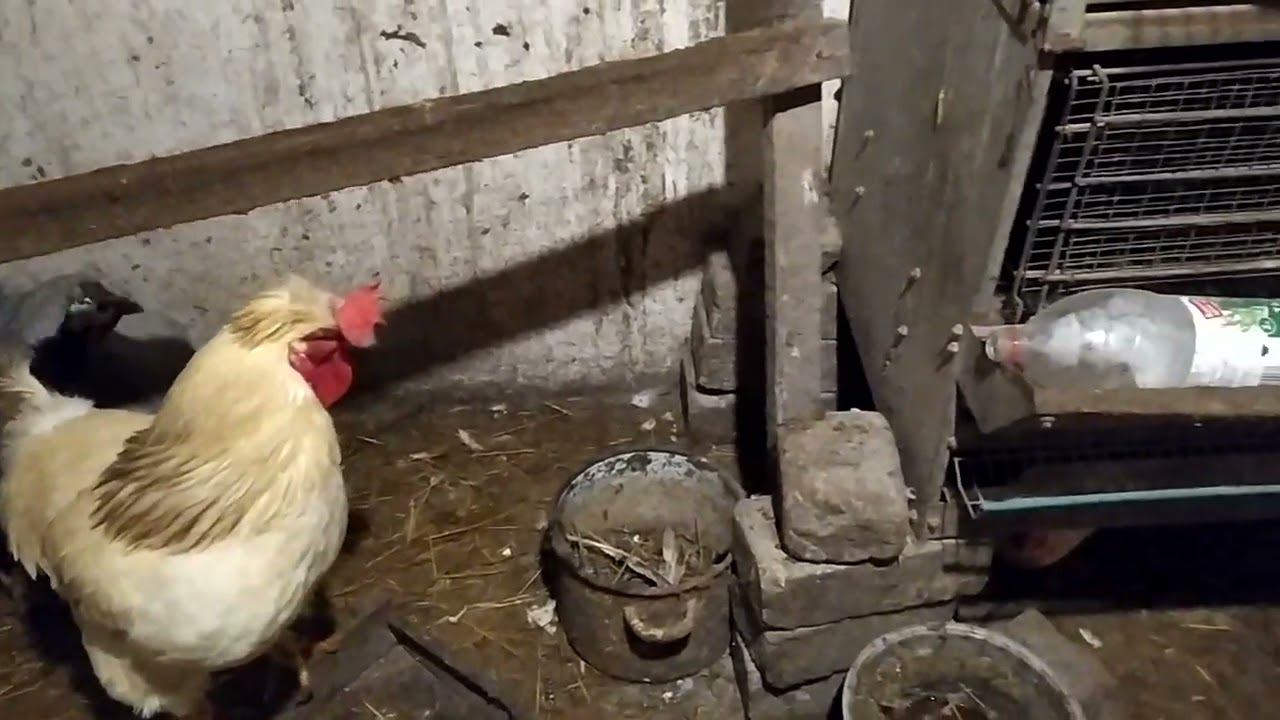 Солисты Петьки