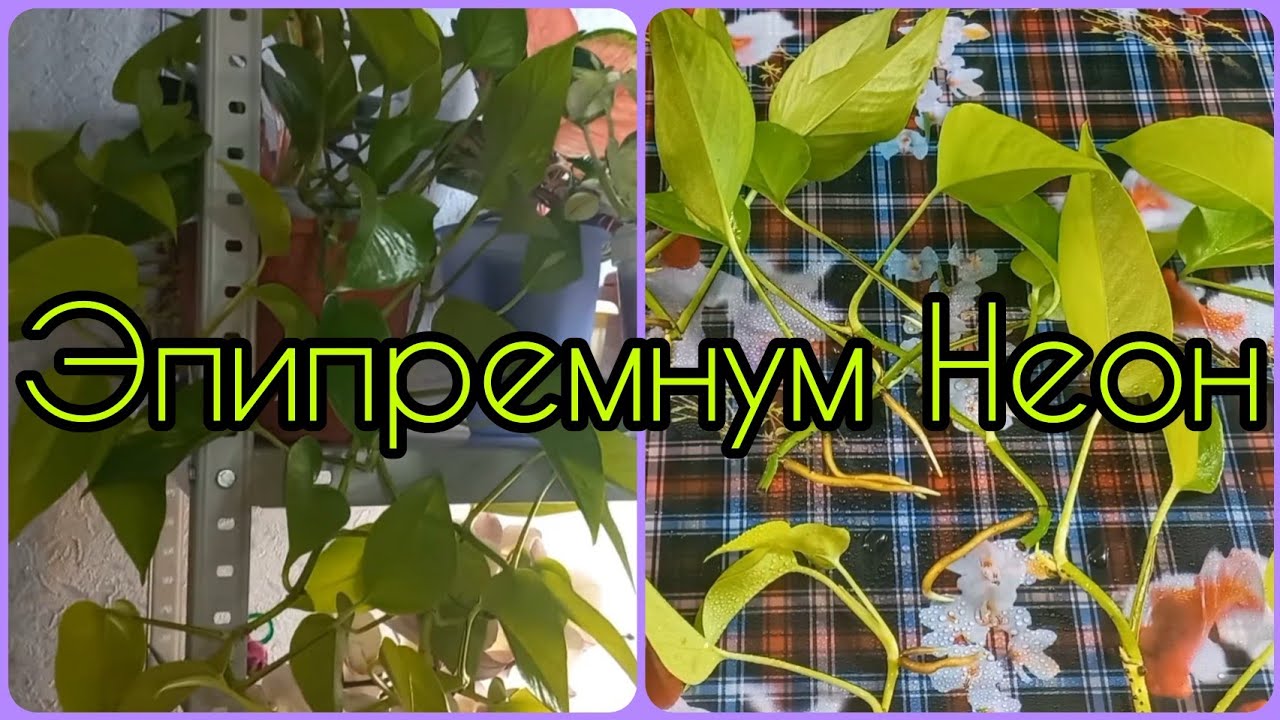 Неприхотливая яркая лиана Эпипремнум Неон?Размножение?Грунт?Омоложение?Черенкование?Укоренение