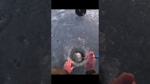 Крупная Щука на жерлицы. Не лезет в лунку!