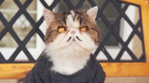 Кошачий мысли-контроллер
