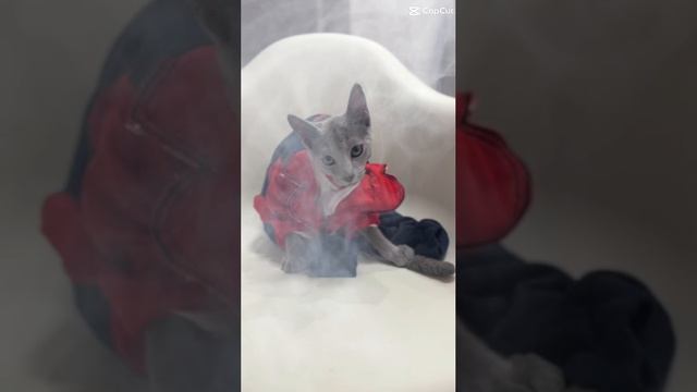 Когда кот готовится к важной встрече: умывание, костюм и немного несуразности 😹🐱🎩  #cat#кошки #cu