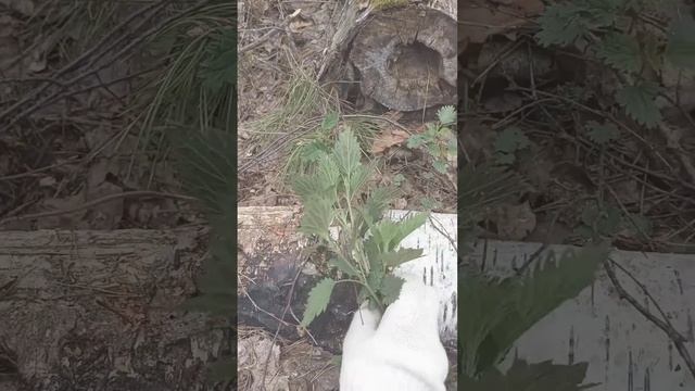 Суп с весенней крапивой, ищем крапиву в лесу
