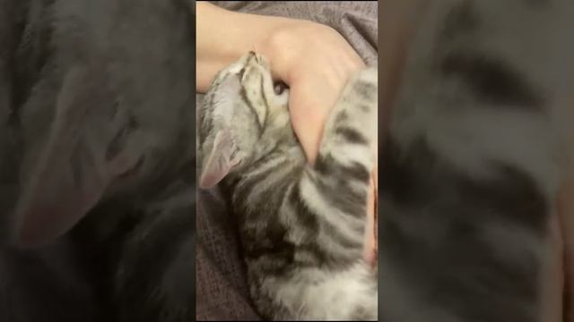 Полосатые кусаки