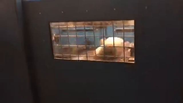 Горизонтальные тангенциальные лентообмоточные машины от производителя ООО СЗМП