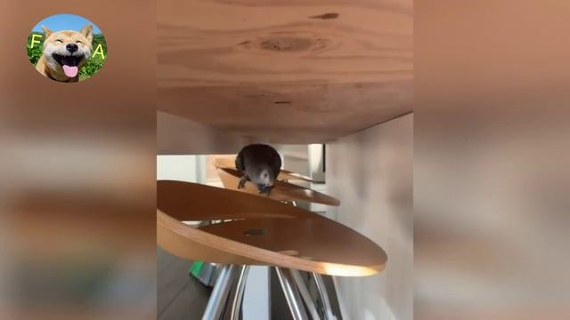 Подборка приколов с животными №2