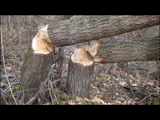 в заповедном лесу