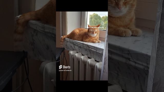 Наш кот Рыжик на подоконнике
