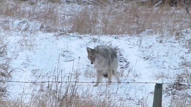 Coyote Connect ( was not prepared for this ) - смотреть видео онлайн от ...