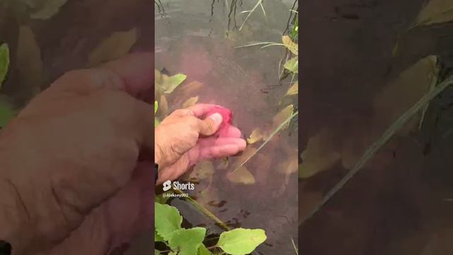 ФЛЮРО жмых обзор. #рыбалка #жмых #сазан #fishing #carpfishing #carp #астрахань #рыба #флюрожмых