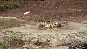 Zebra chat up -- Jose Cuervo #PARTYANIMALS