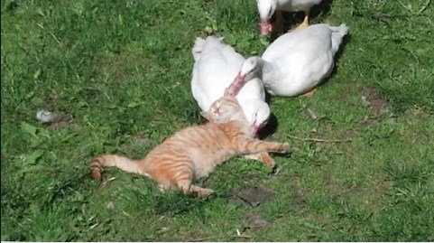 Прикольные коты и котики, на лужайке с гусиками.