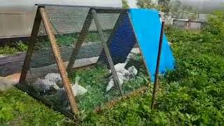 Как легко сделать грядку на целине, поручив самую тяжелую работу пернатым пропольщикам