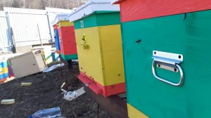 Заселяю 10 новых ульев, пришли пчелопакеты