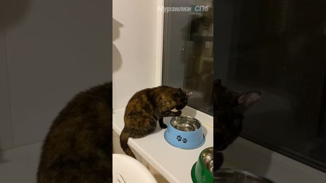 ЖУЛЬЕТТОЧКА Мурзилкина совсем заждалась "своего человека"!