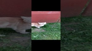 VID_20230617_200103_010.mp4
