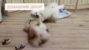 Минутка вечернего досуга с животными?#шпиц #видеоссобаками