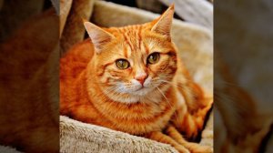Cats Music 6