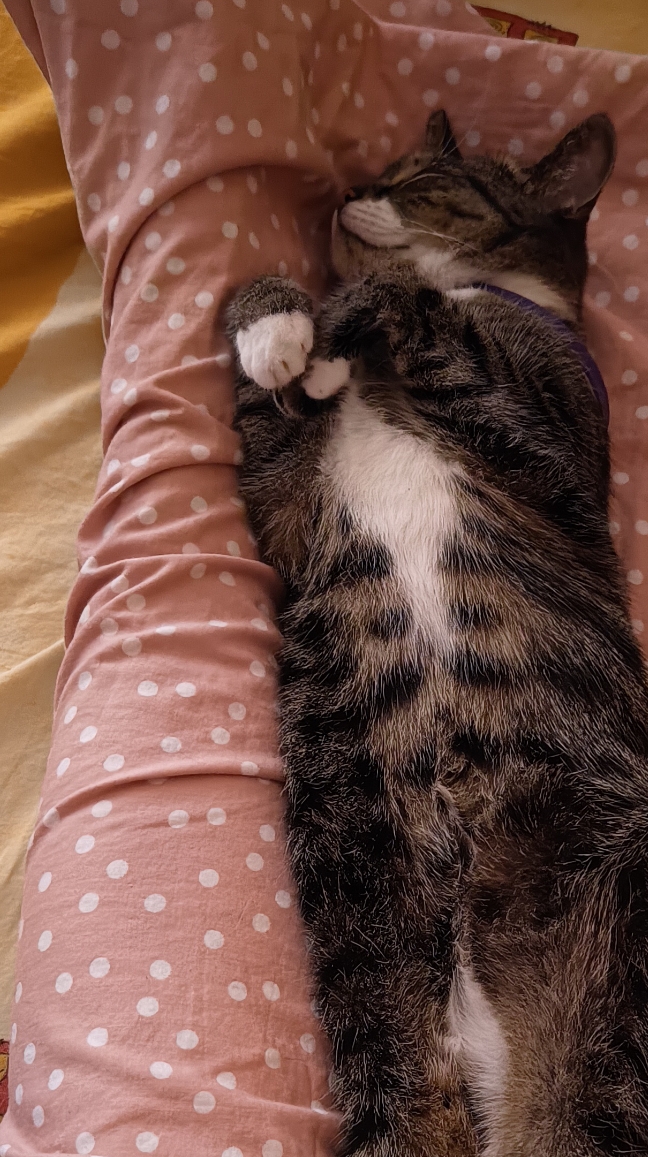 Кошечка спит